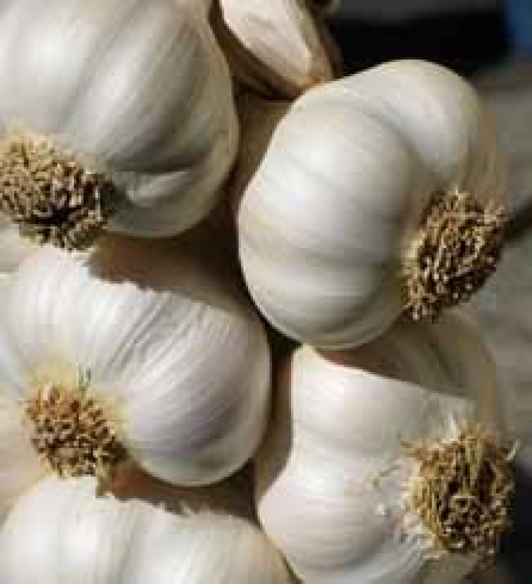 Garlic: The Stinking Rose • Angie's Diary