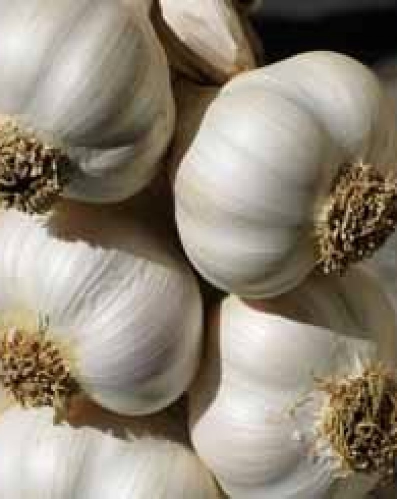 Garlic: The Stinking Rose • Angie's Diary